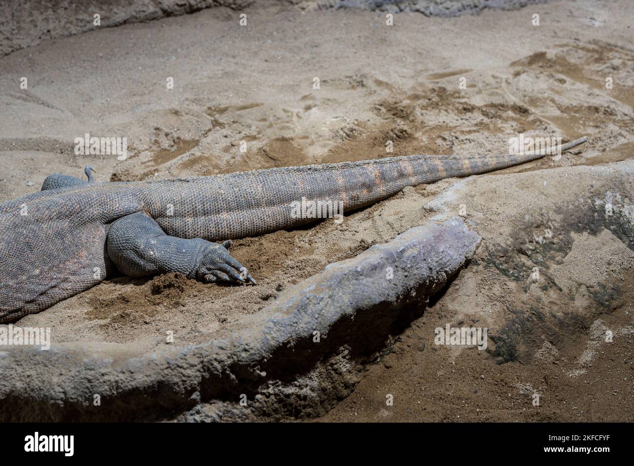 Monitor lizard tail. Komodo dragon rear view. Varan. Close-up of ...