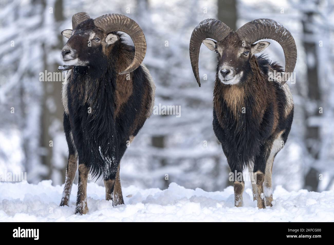 Mouflon or european mouflon two males hi-res stock photography and ...