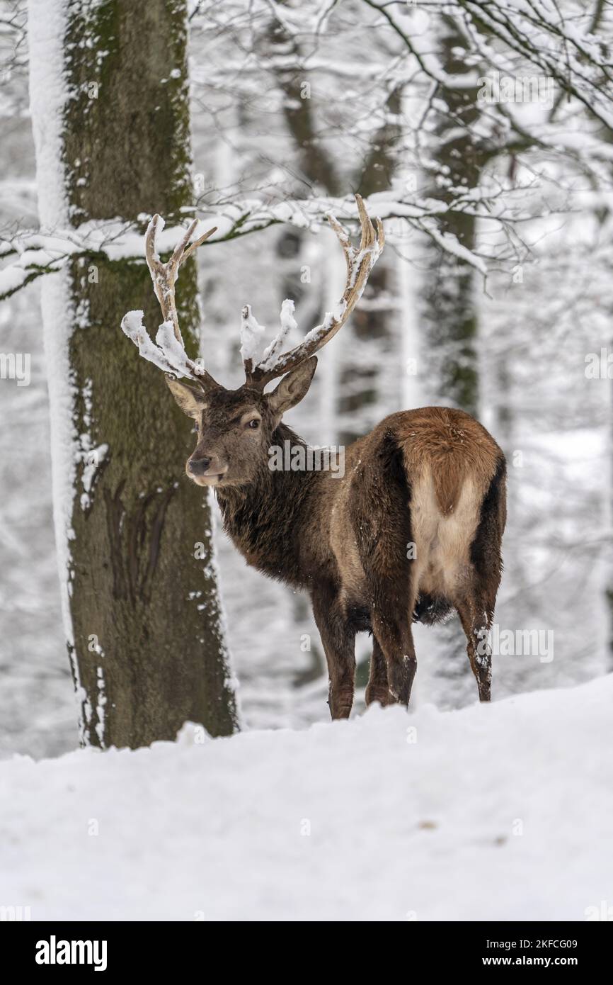 standing Red Deer Stock Photo - Alamy