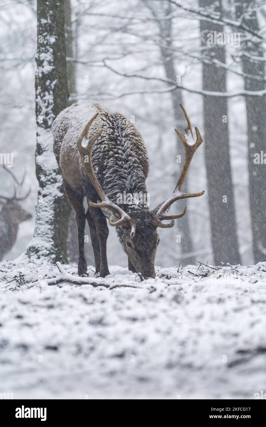 Red deer winter forage hi-res stock photography and images - Alamy