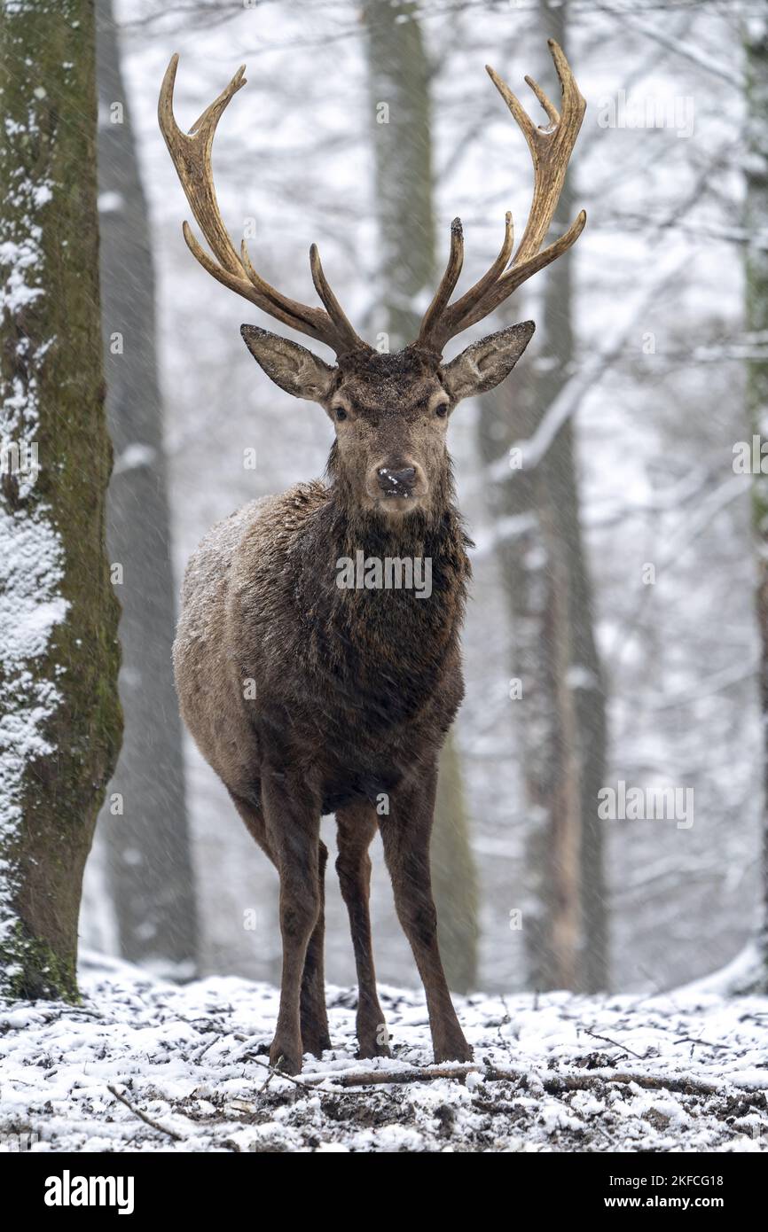 standing Red Deer Stock Photo - Alamy