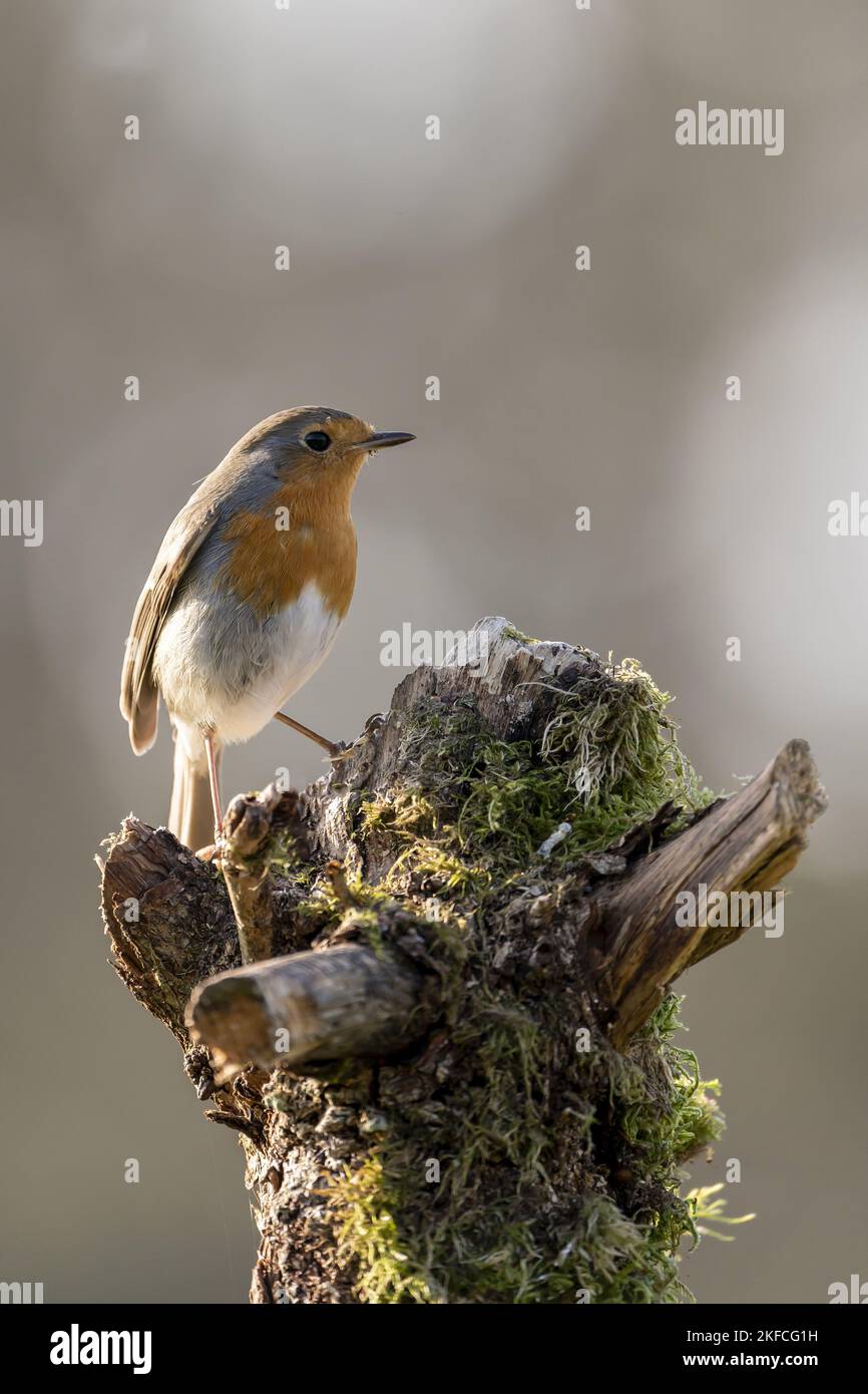 Robin sitting on stump hi-res stock photography and images - Alamy