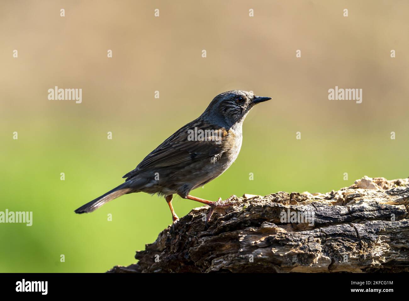 Hedge tree sparrows hi-res stock photography and images - Alamy