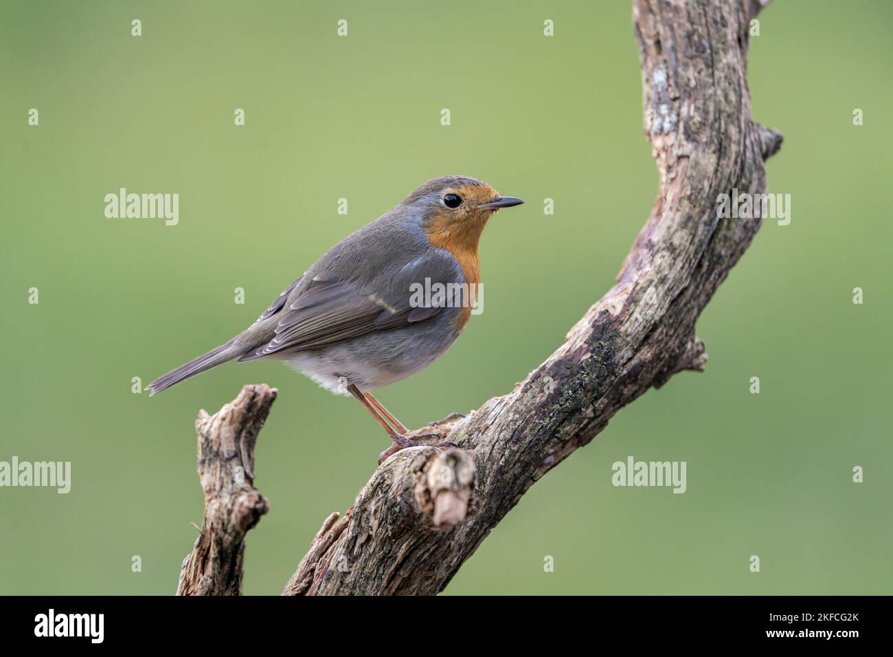 European robin sits on tree Stock Photo - Alamy