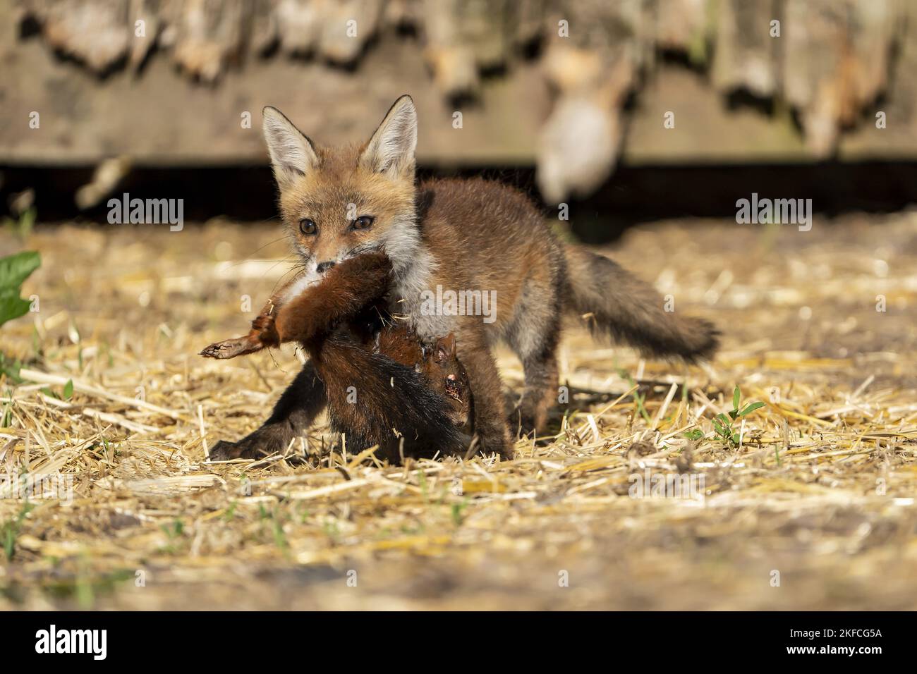Red fox vulpes going hi-res stock photography and images - Alamy