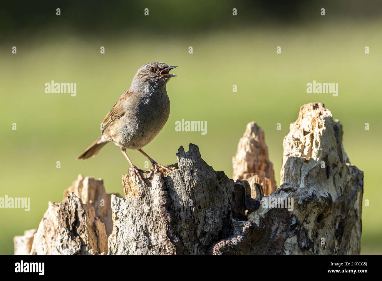 Dunnock with open beak hi-res stock photography and images - Alamy
