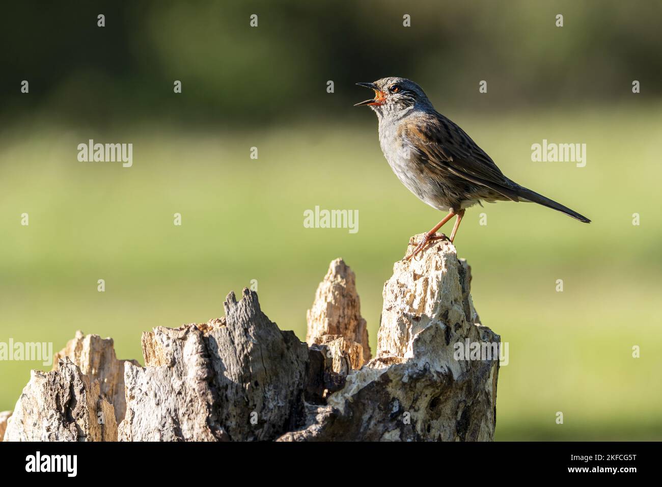 1 one adult dunnock hi-res stock photography and images - Alamy