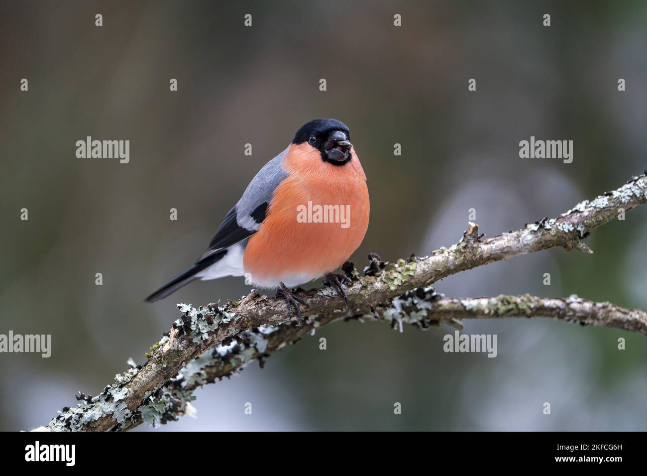 Bullfinch behaviour hi-res stock photography and images - Alamy
