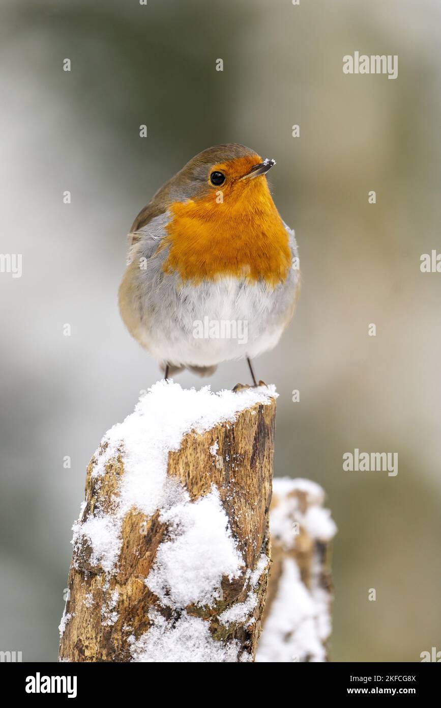 Robin size bird hi-res stock photography and images - Alamy