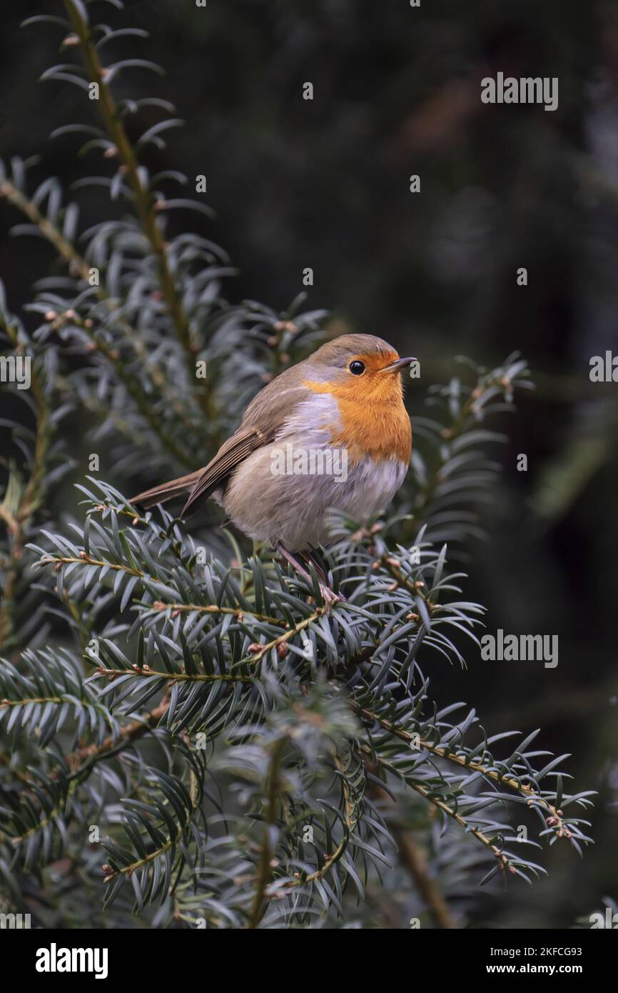Robin size bird hi-res stock photography and images - Alamy