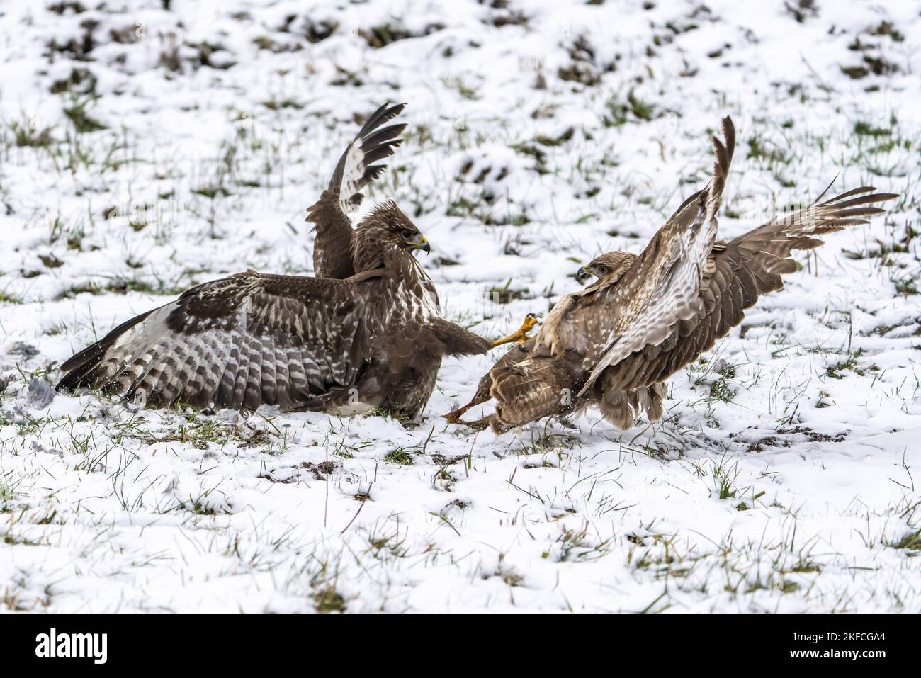 Common buzzards hi-res stock photography and images - Alamy