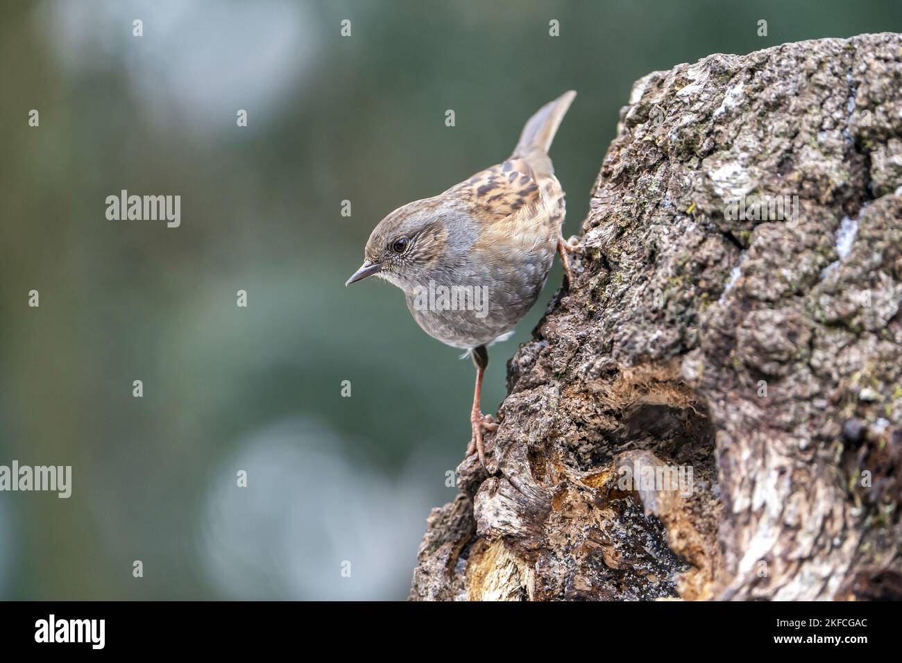 1 one adult dunnock hi-res stock photography and images - Alamy
