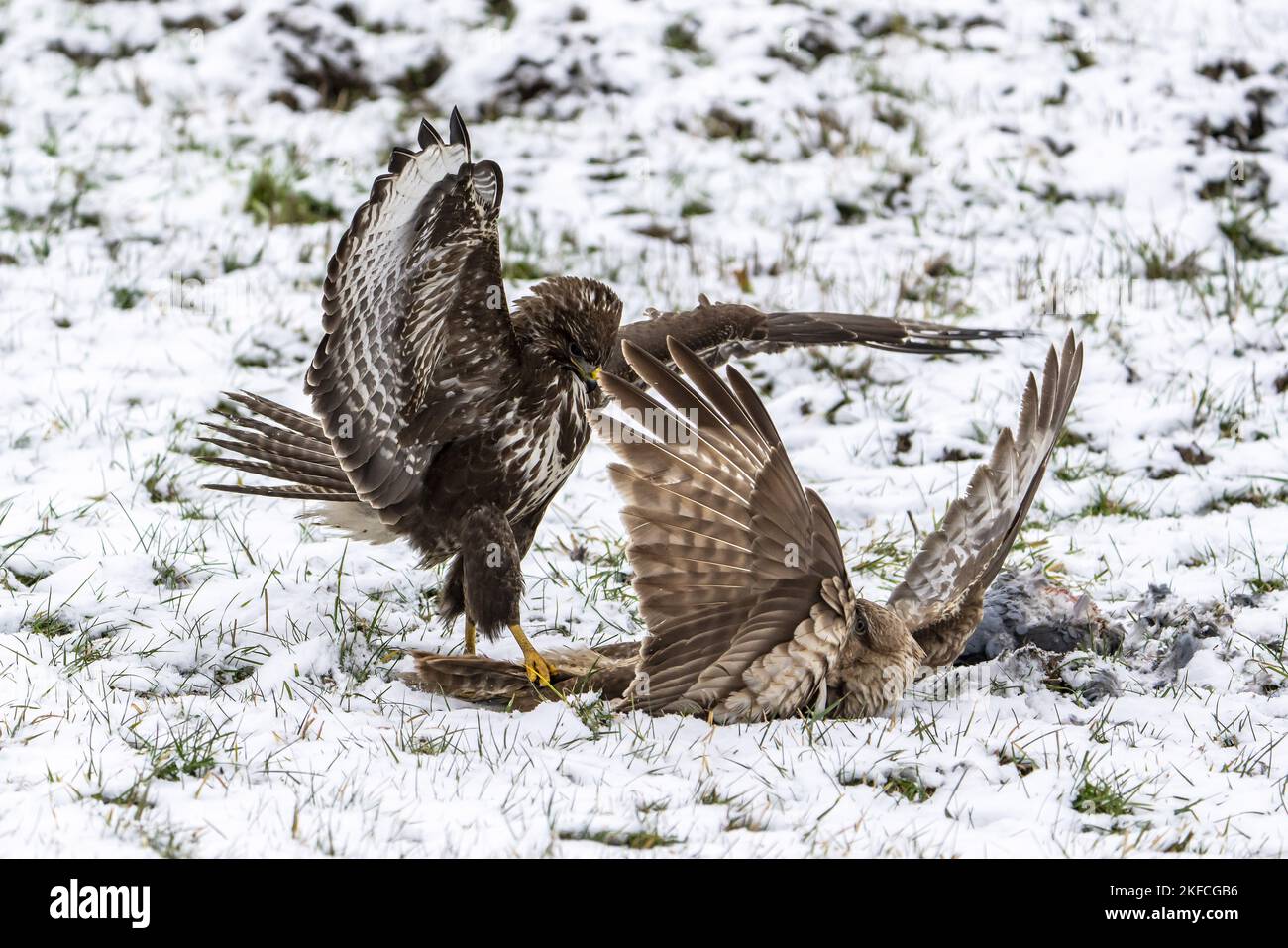 Eurasian buzzards buteo buteo fighting in the snow hi-res stock ...