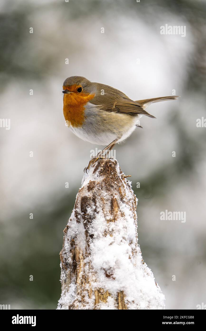 Robin size bird hi-res stock photography and images - Alamy