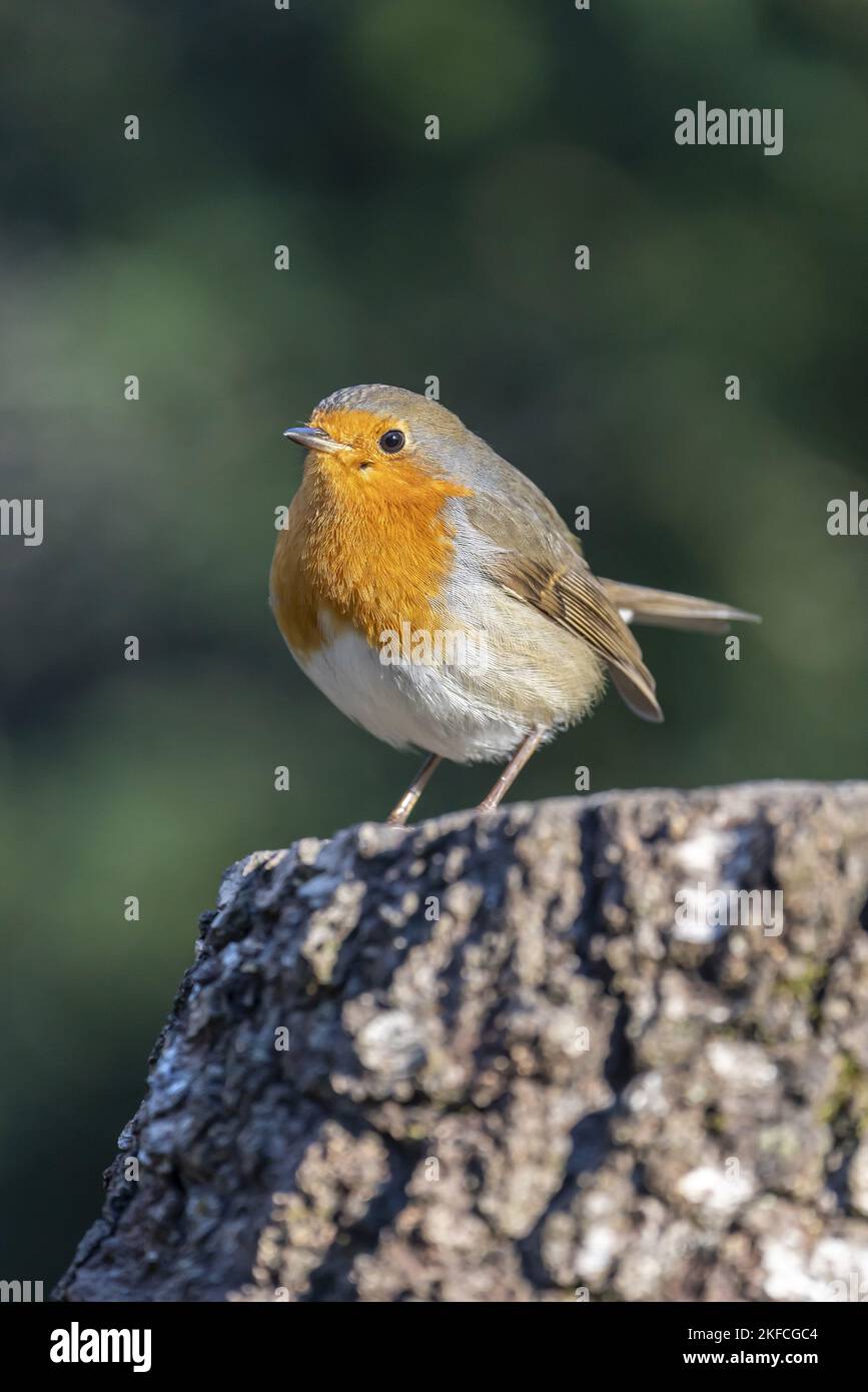 Robin size bird hi-res stock photography and images - Alamy