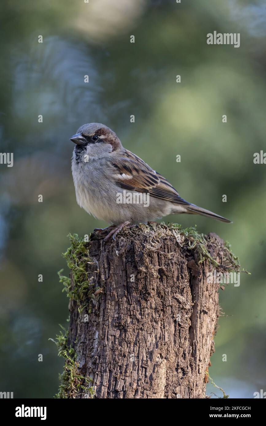 English house sparrow Stock Photo - Alamy