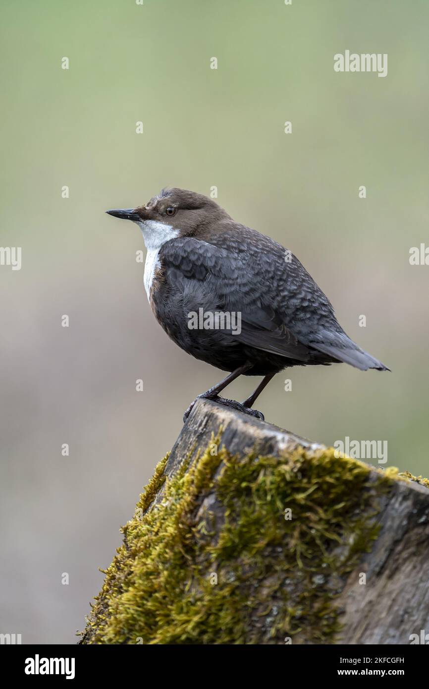 white-throated water ouzel Stock Photo - Alamy