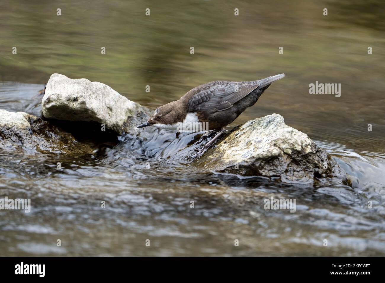 white-throated water ouzel Stock Photo - Alamy