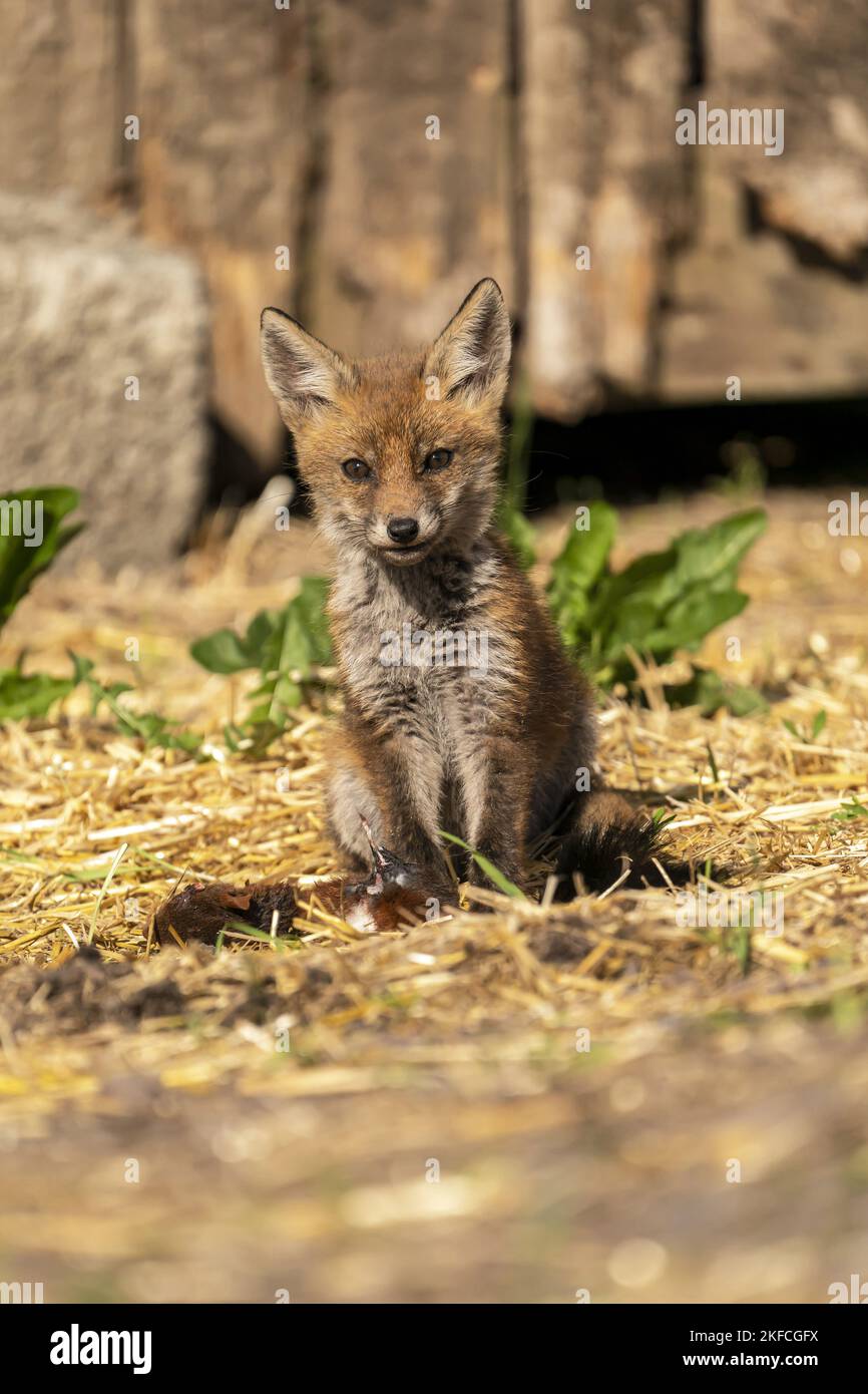 Fox hut hi-res stock photography and images - Alamy
