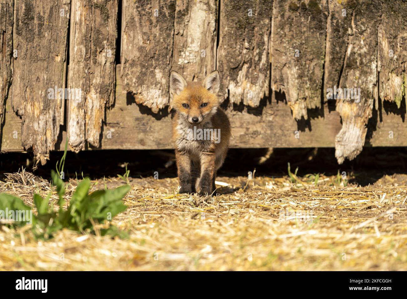 Fox hut hi-res stock photography and images - Alamy