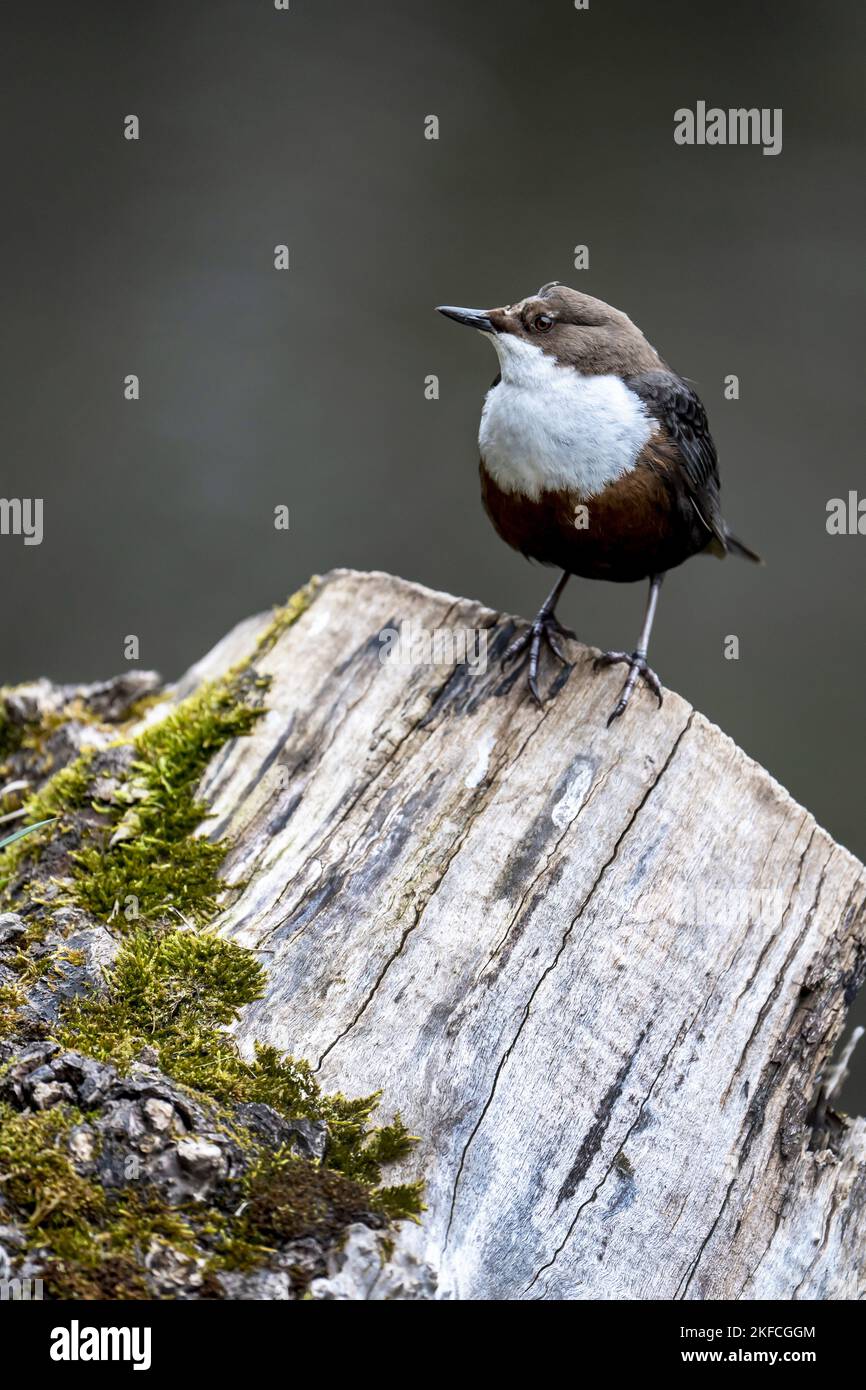 white-throated water ouzel Stock Photo - Alamy