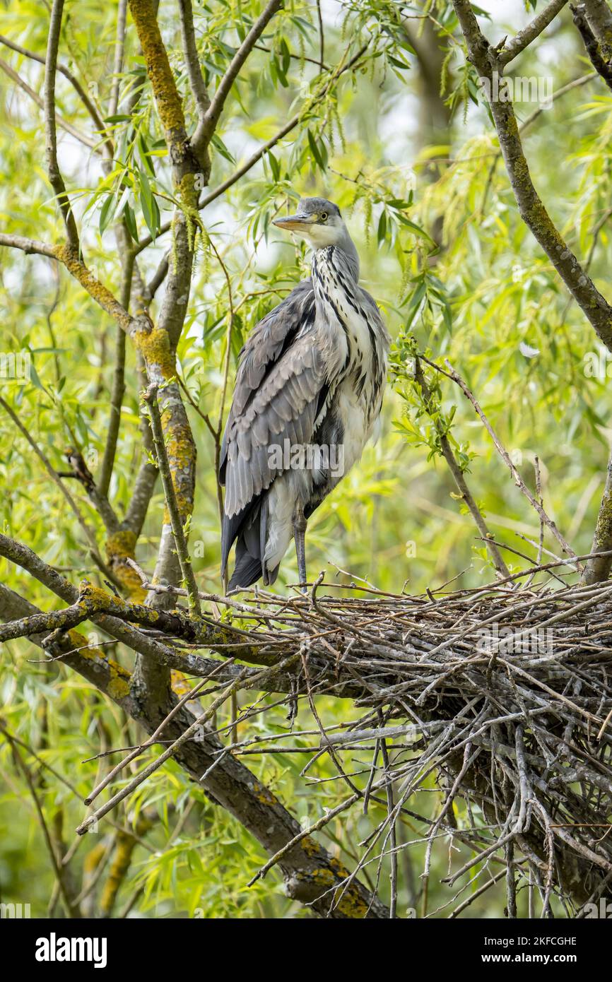 View of a nest with young grey herons hi-res stock photography and ...