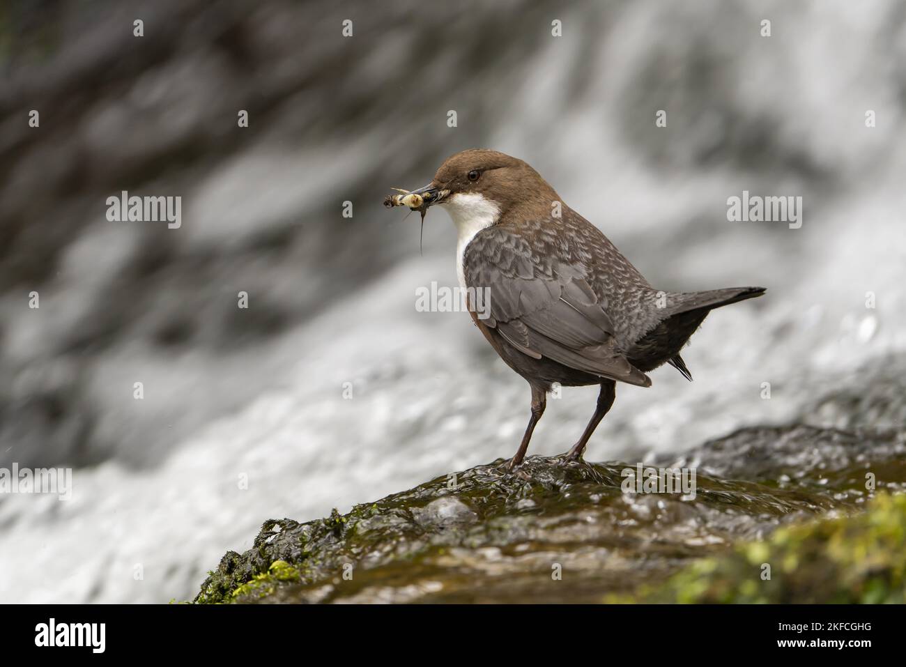 Dipper rear view hi-res stock photography and images - Alamy