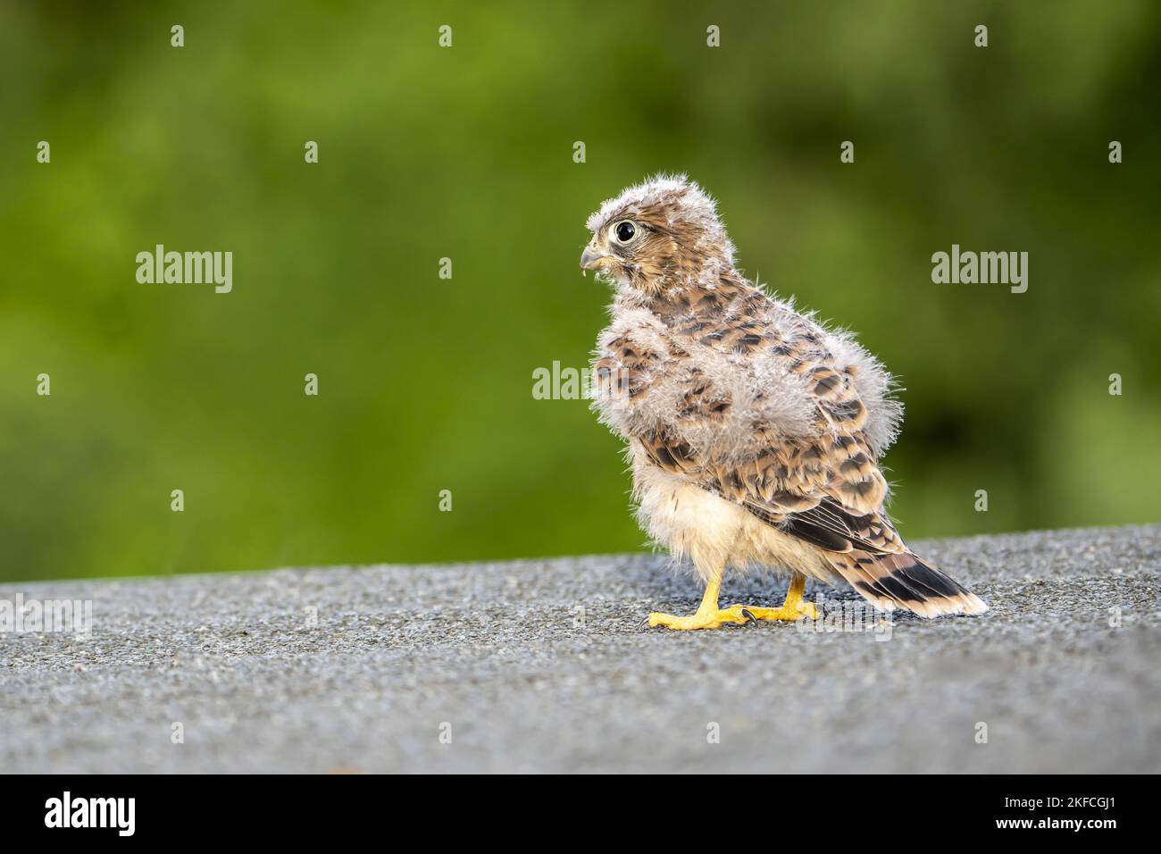 Back view kestrel hi-res stock photography and images - Alamy