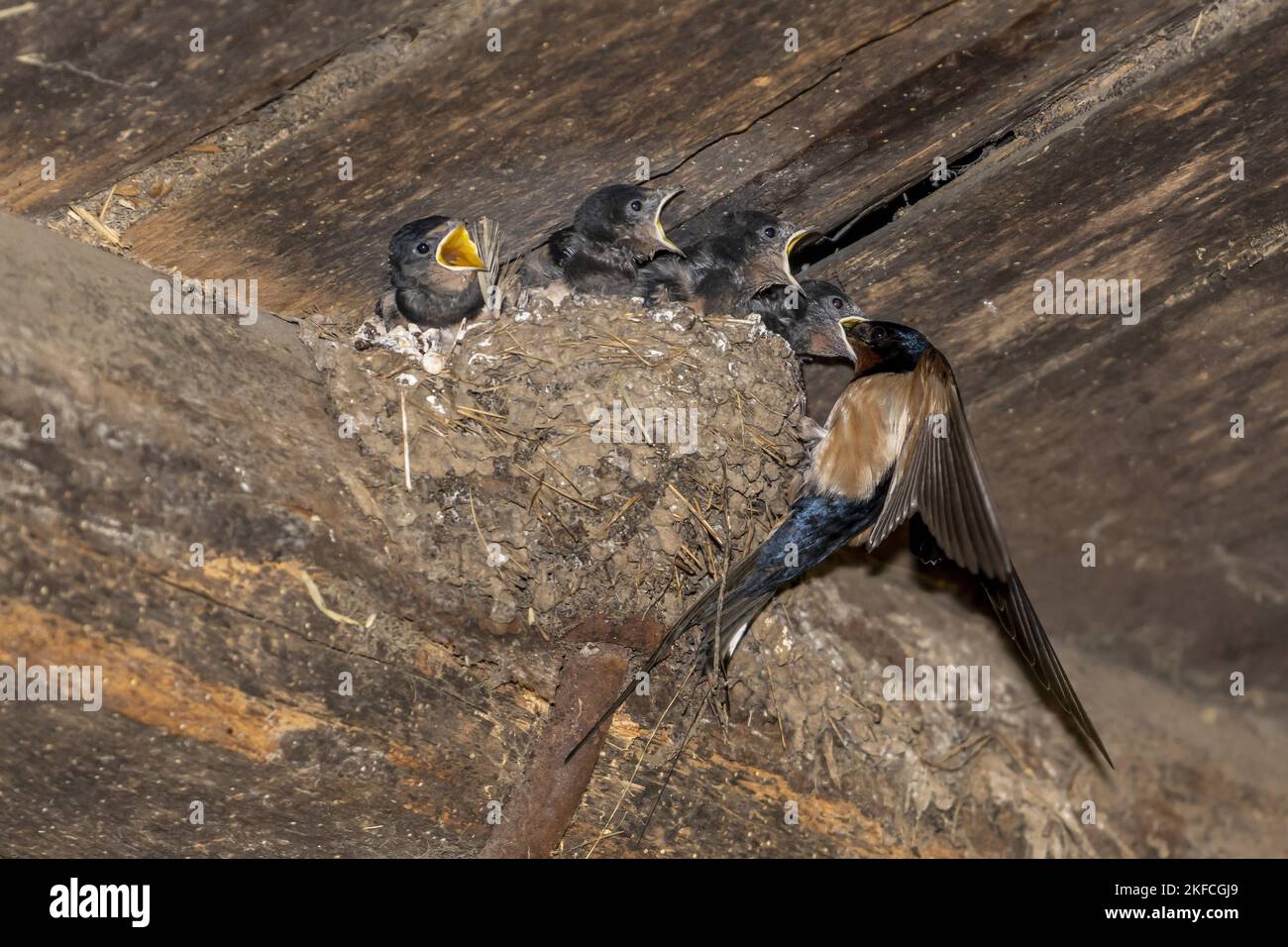 Barn swallow feeds nestlings Stock Photo - Alamy