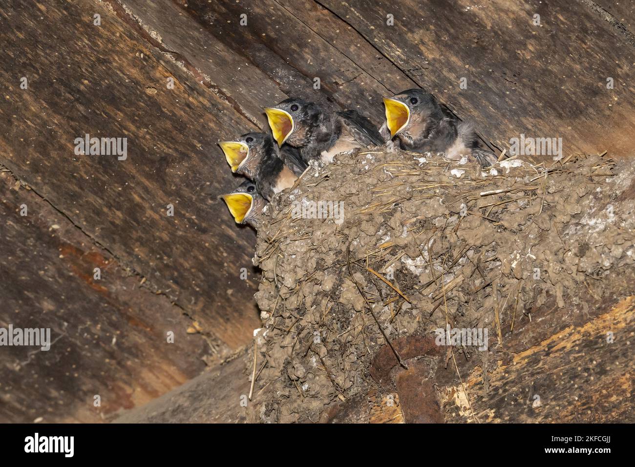 Nest in barns hi-res stock photography and images - Alamy