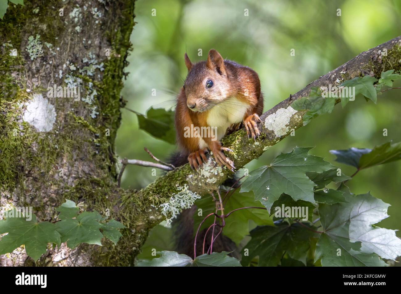 Eurasian red squirrel Stock Photo - Alamy