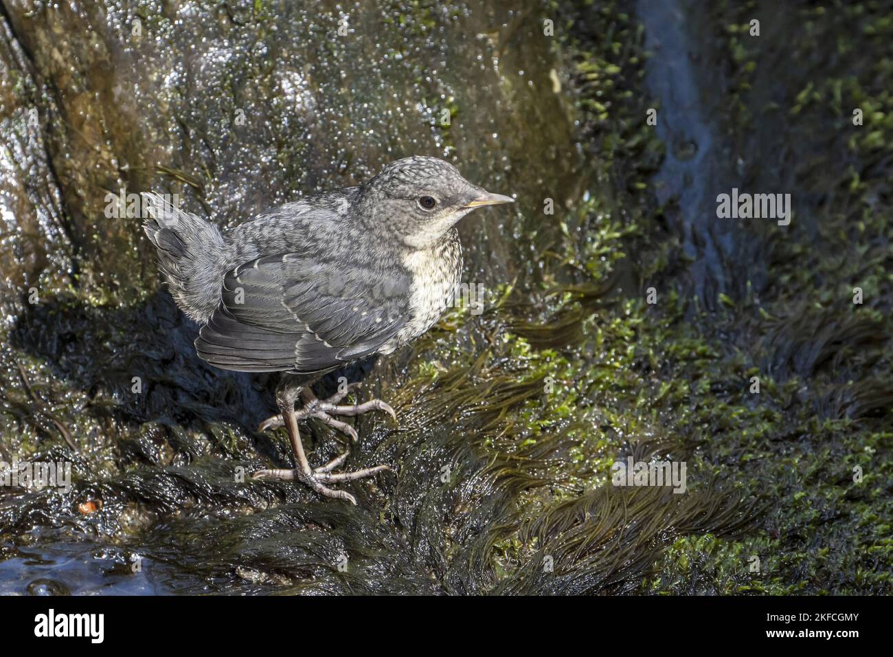Dipper chicks hi-res stock photography and images - Alamy