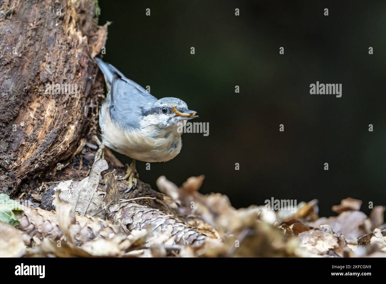 Nuthatch with prey hi-res stock photography and images - Alamy
