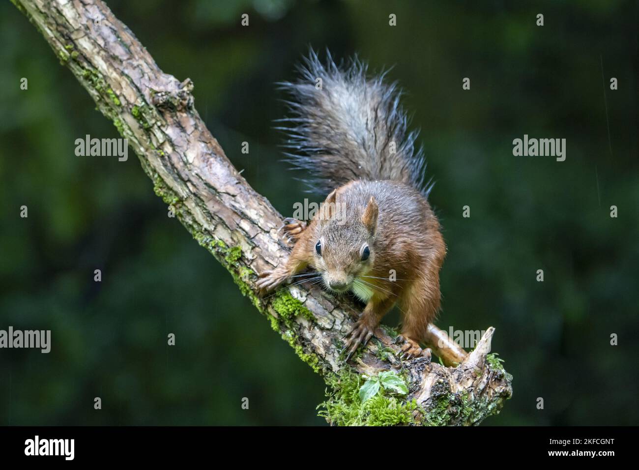 Eurasian red squirrel Stock Photo - Alamy