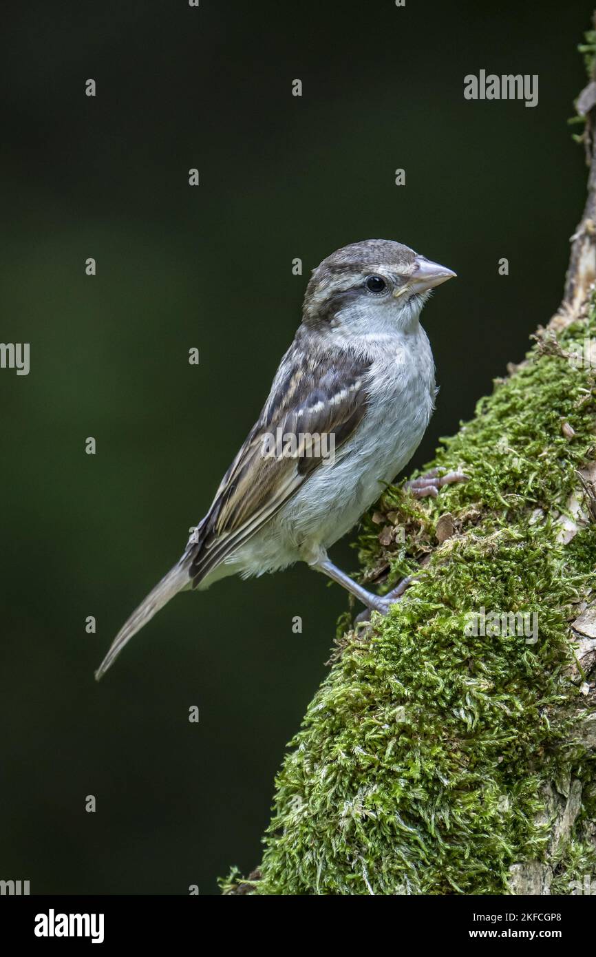 English house sparrow Stock Photo - Alamy