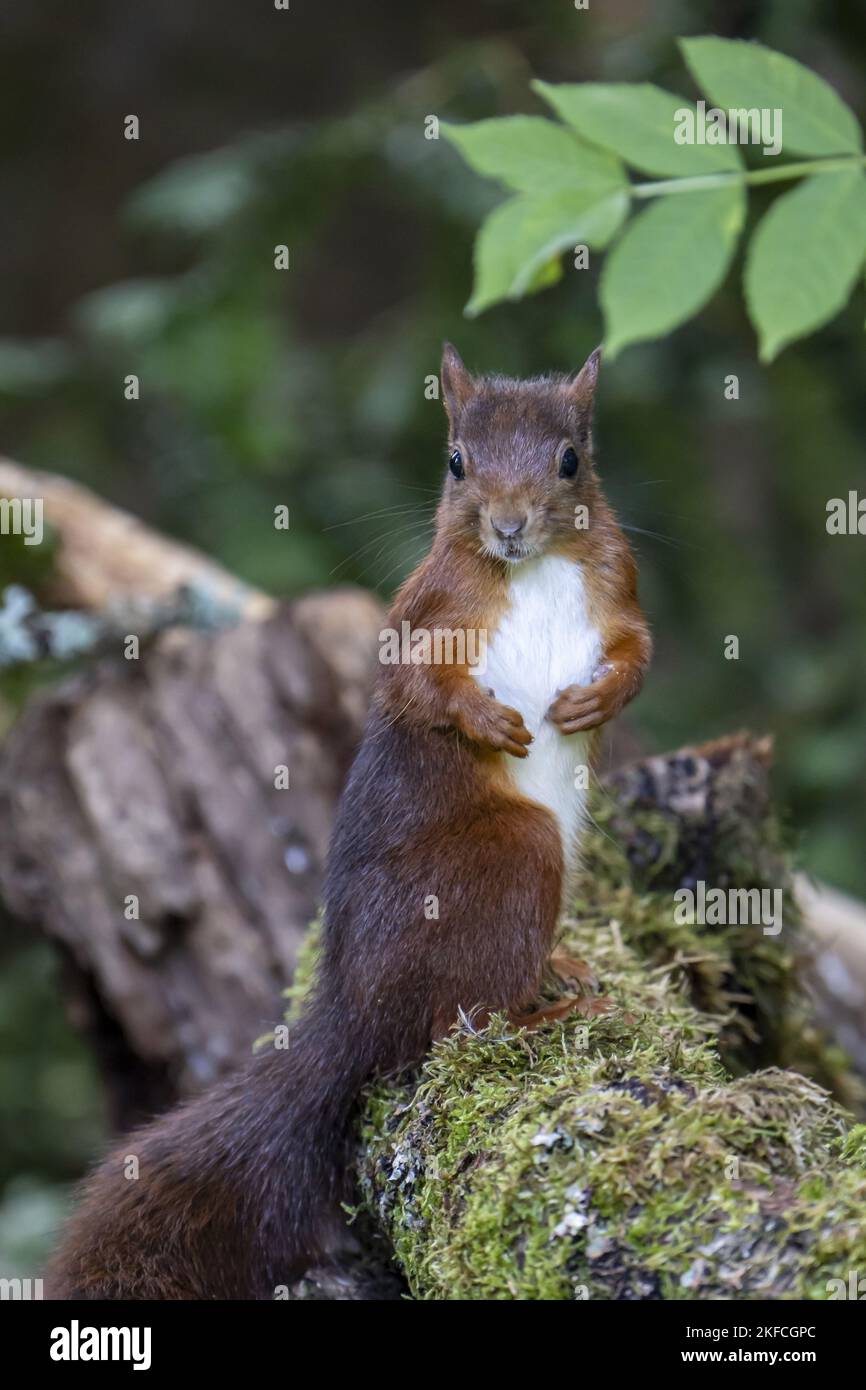 Eurasian red squirrel Stock Photo - Alamy