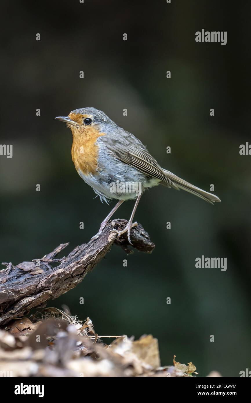 Robin size bird hi-res stock photography and images - Alamy