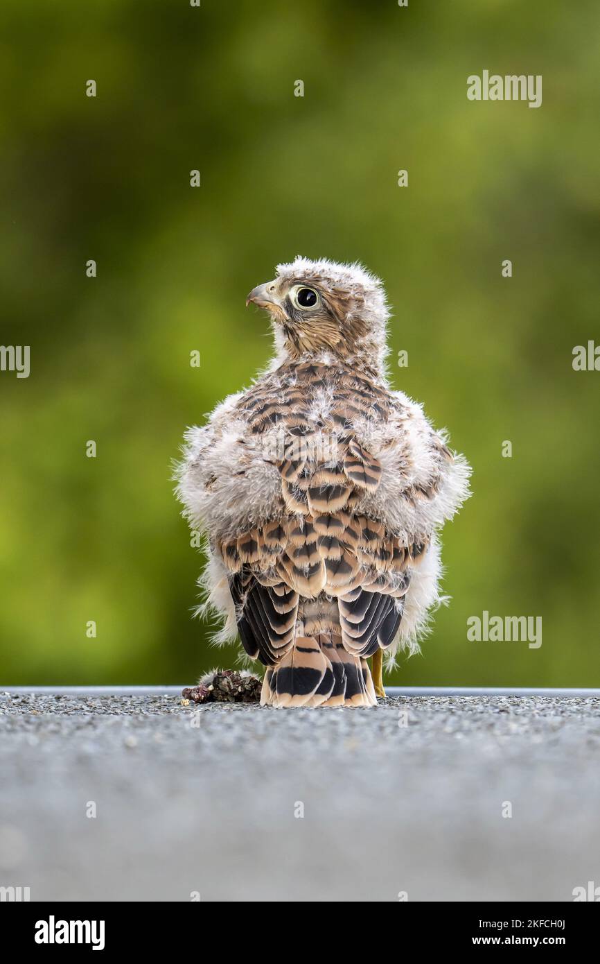Back view kestrel hi-res stock photography and images - Alamy