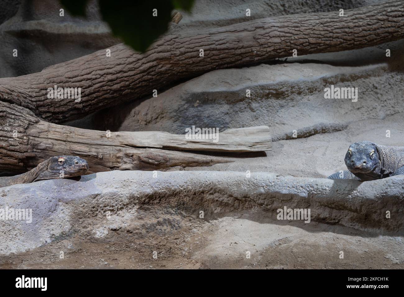 Two Komodo dragons. Varan. Monitor lizards in the zoo Stock Photo - Alamy