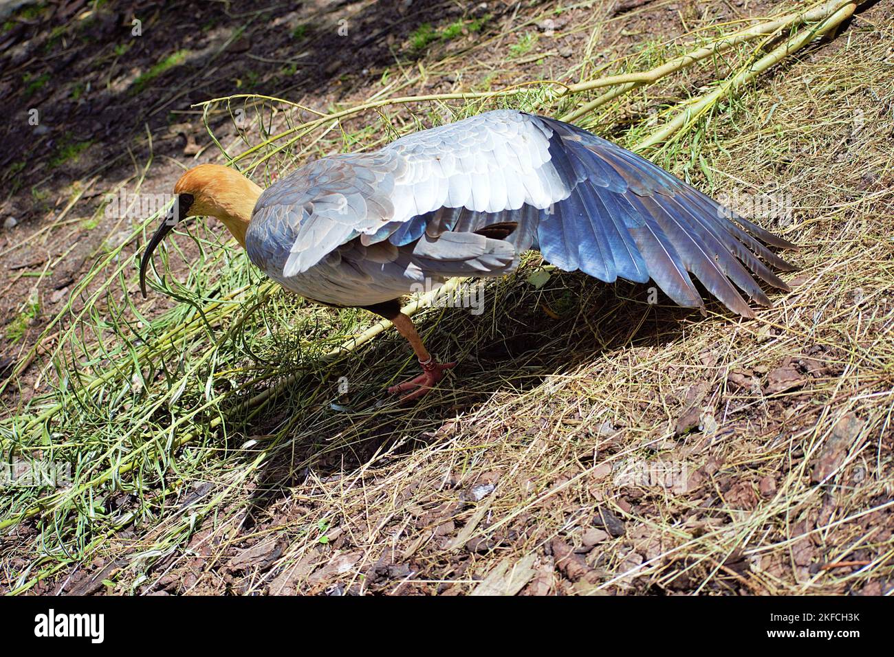 A beautiful Black-faced ibis in a field with dry grass Stock Photo - Alamy