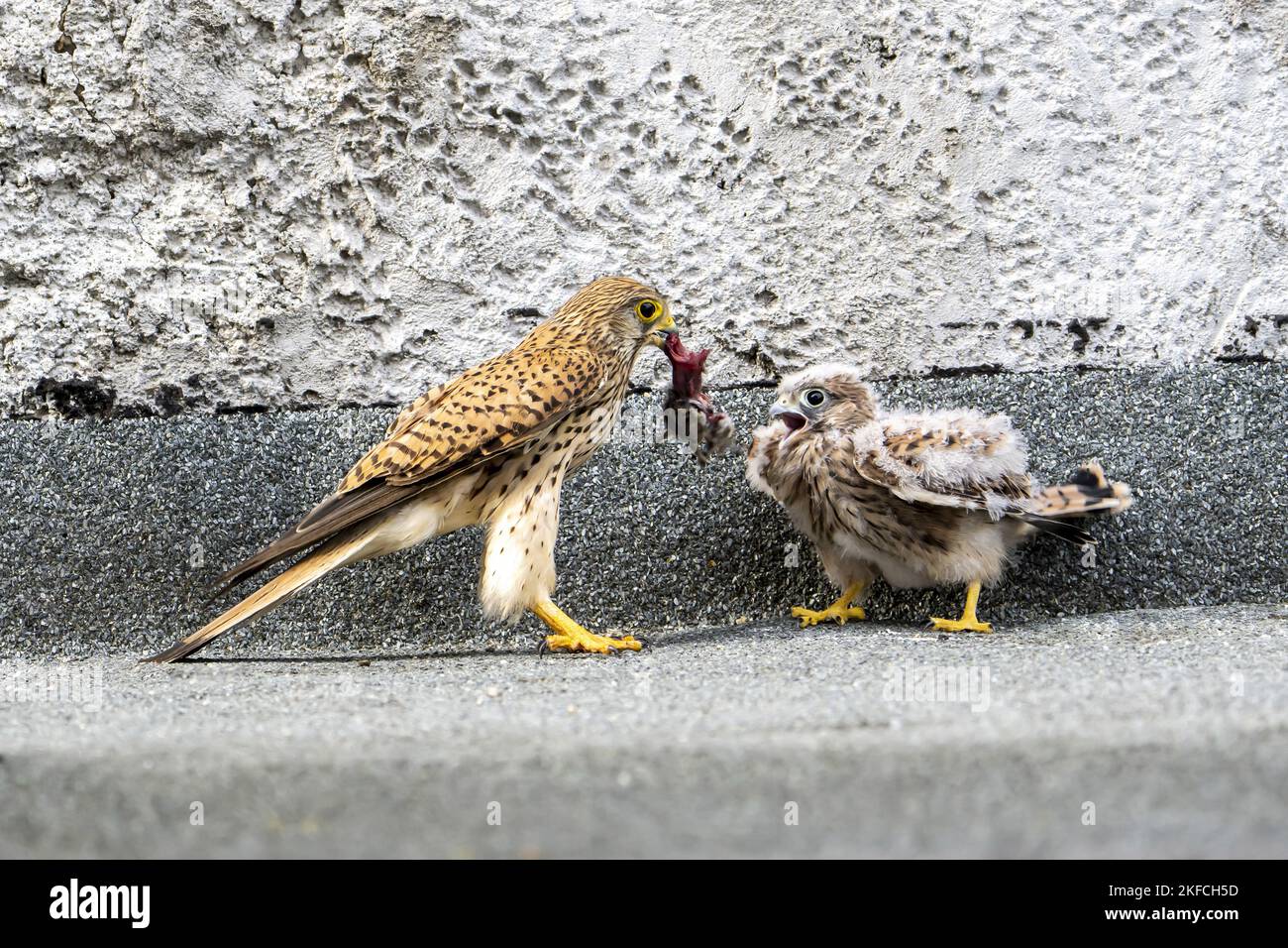 2 kestrels hi-res stock photography and images - Alamy