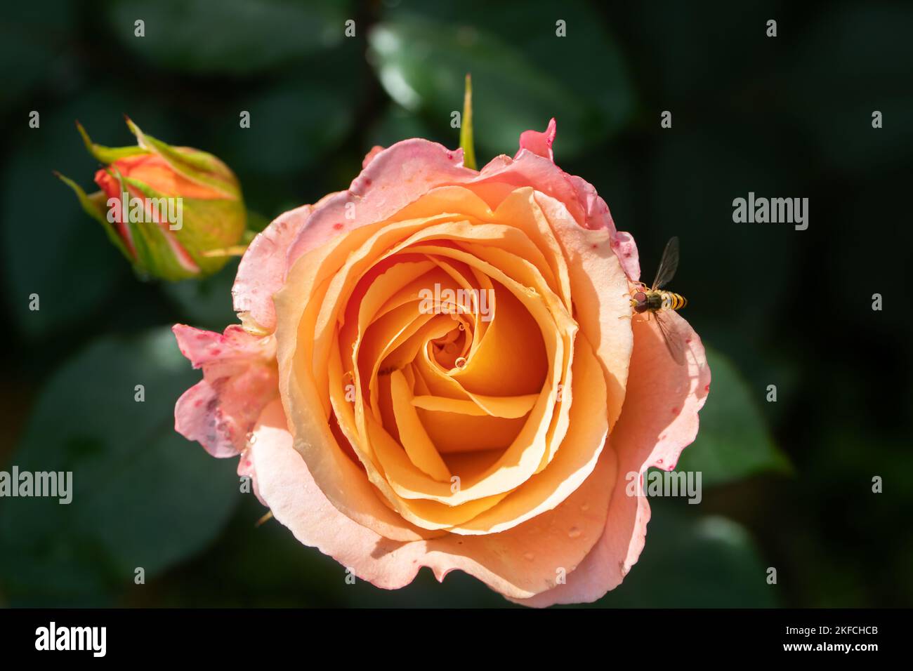 Close-up of colourful roses with bee collecting pollen and water drops ...