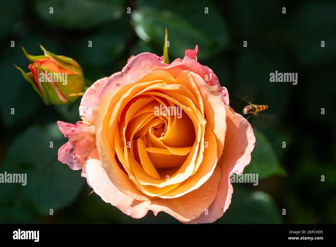 Close-up of colourful roses with bee collecting pollen and water drops ...