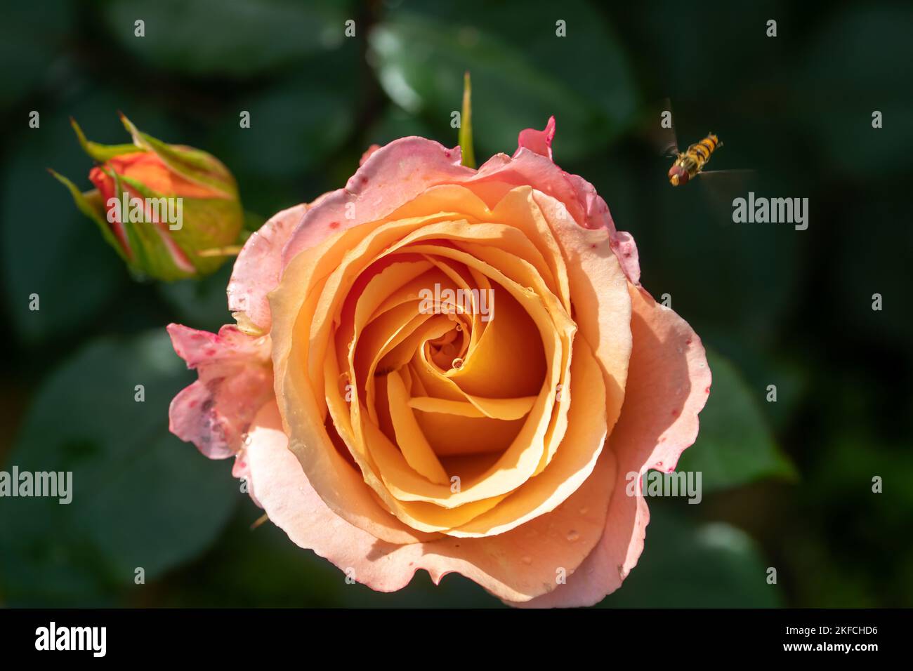 Close-up of colourful roses with bee collecting pollen and water drops ...