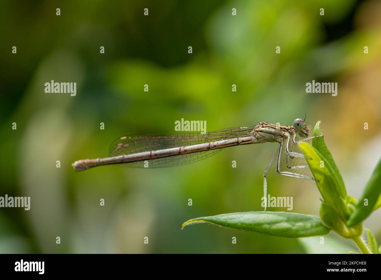 Enallagma cyathigerum (common blue damselfly, common bluet, or northern ...