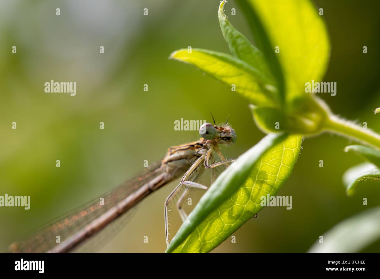 Enallagma cyathigerum (common blue damselfly, common bluet, or northern ...