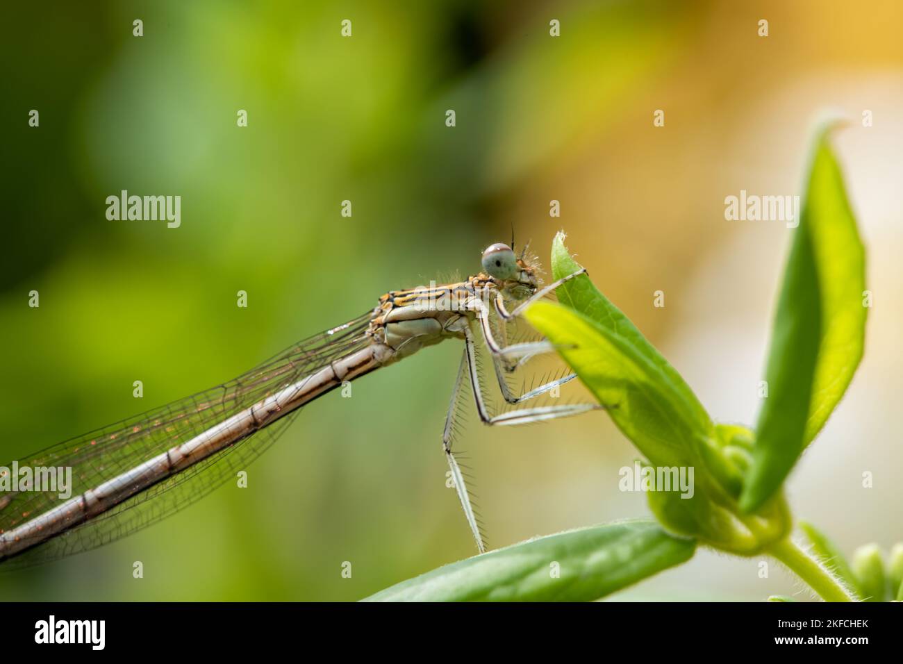 Enallagma cyathigerum (common blue damselfly, common bluet, or northern ...