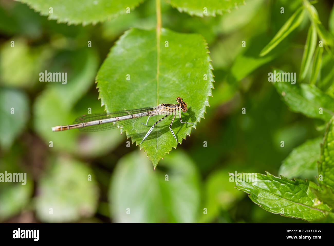 Enallagma cyathigerum (common blue damselfly, common bluet, or northern ...