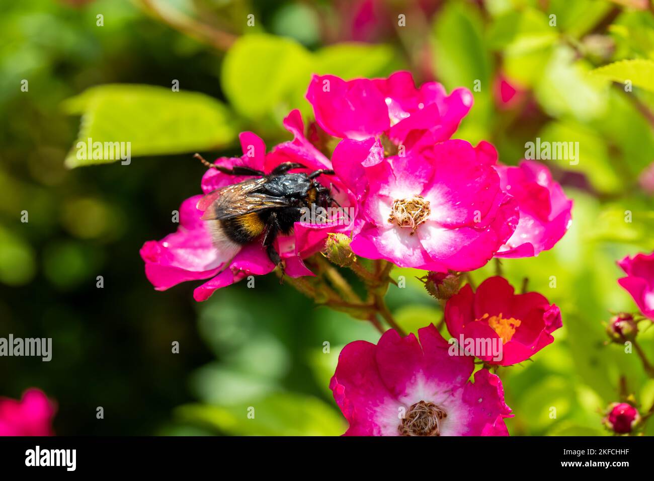 Insects collecting pollen on flowers in summer garden, with blur ...