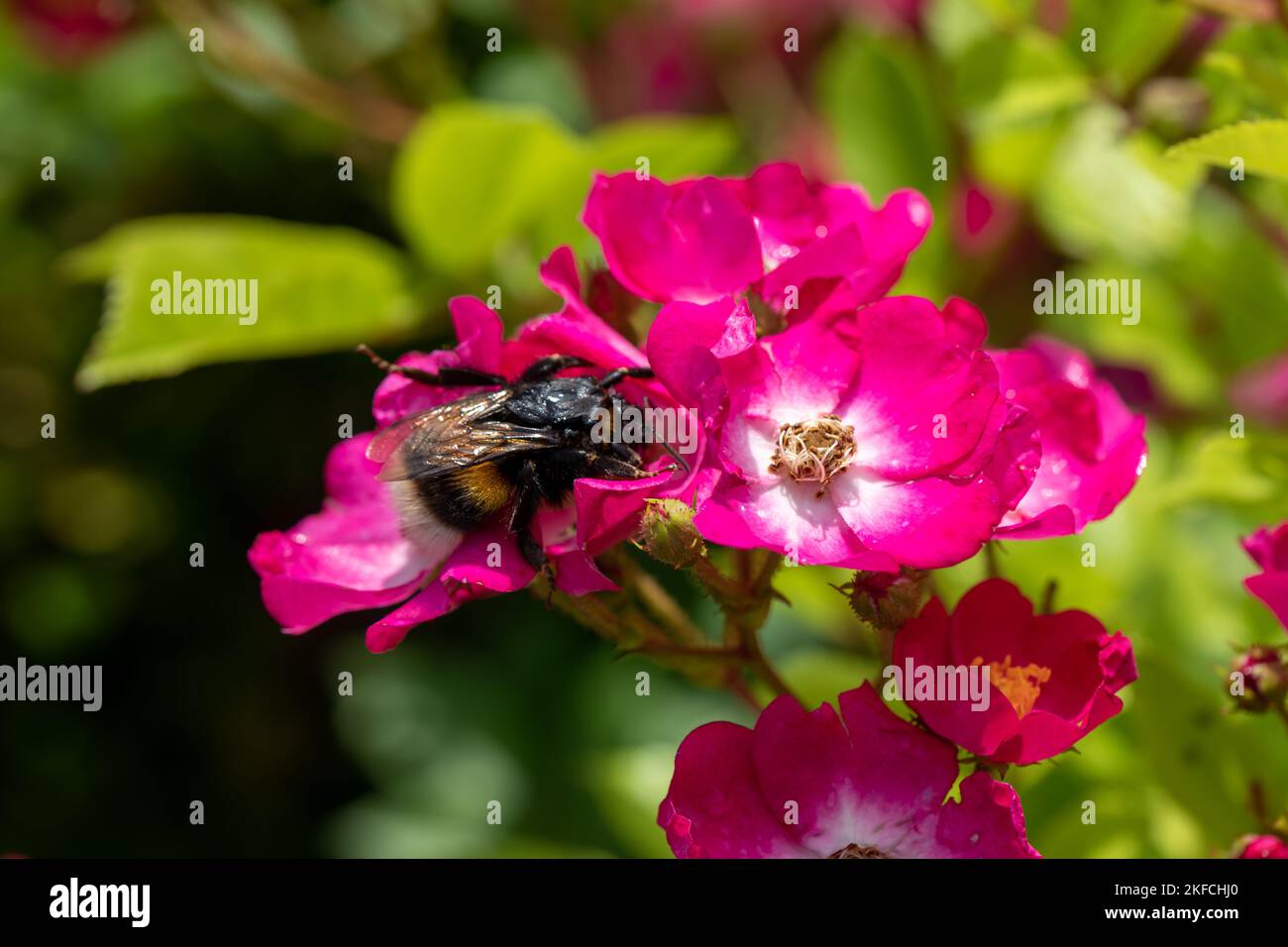 Insects collecting pollen on flowers in summer garden, with blur ...